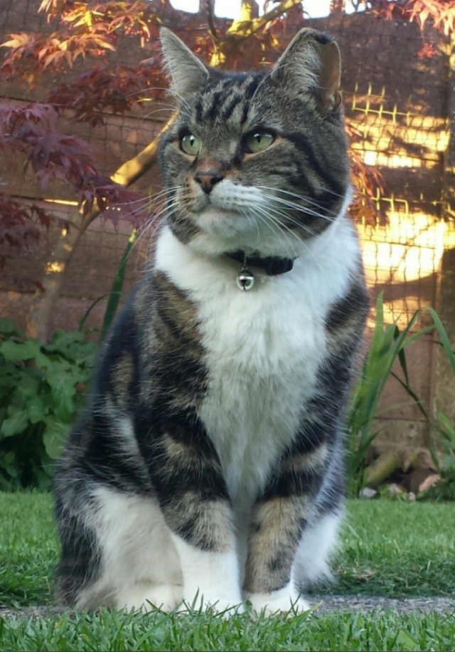 Colette: La Chatte – The Cat (1933) | Beauty is a Sleeping Cat