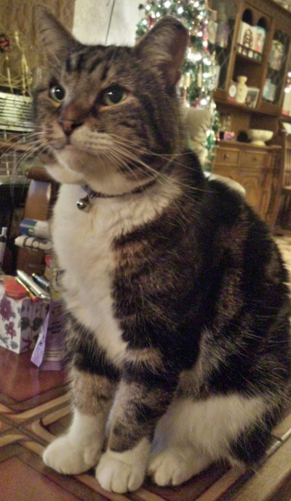 Zucco’s Page | Beauty is a Sleeping Cat